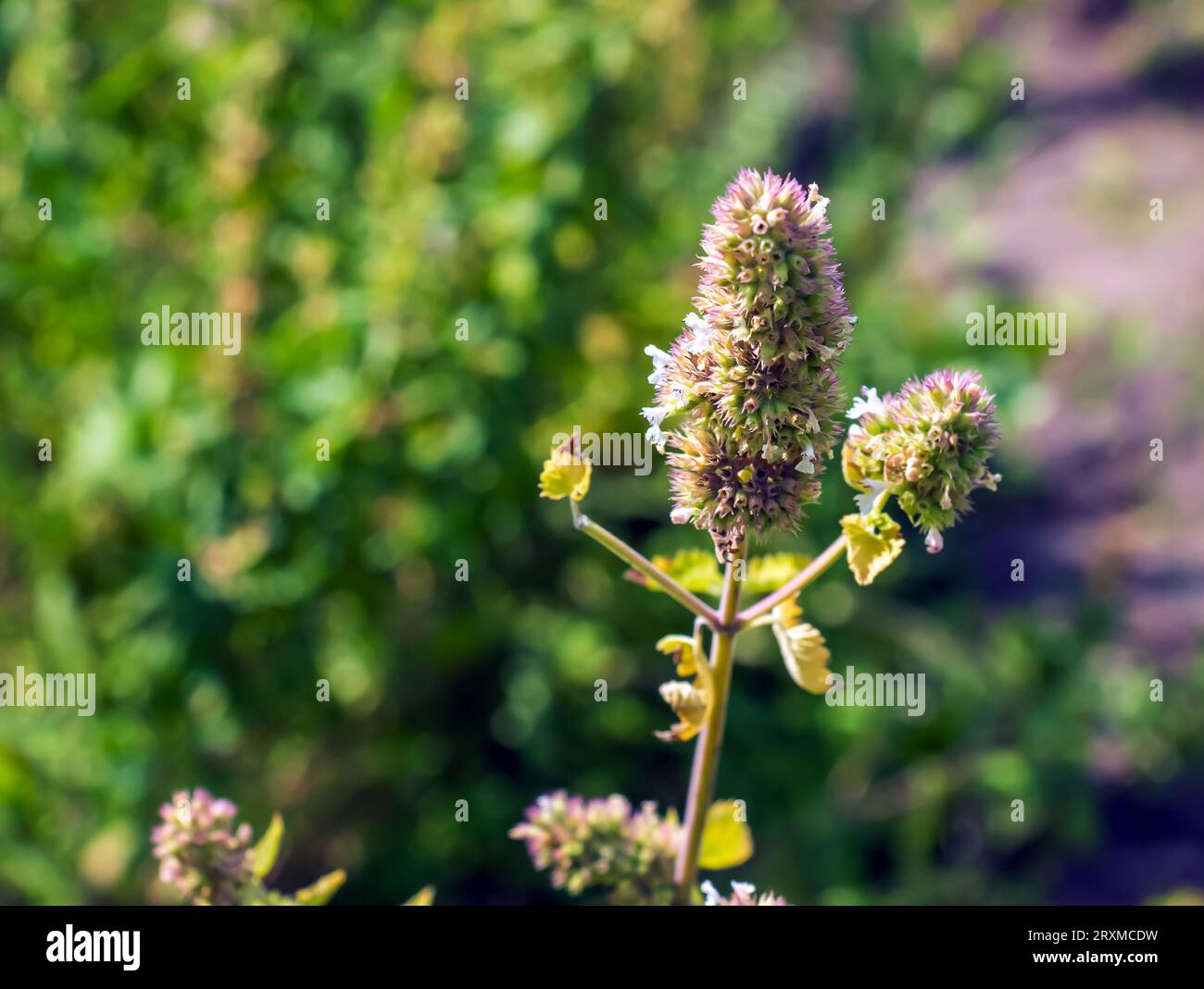 Nepeta grandiflora - deciduous herbaceous perennial. Also called catnip ...