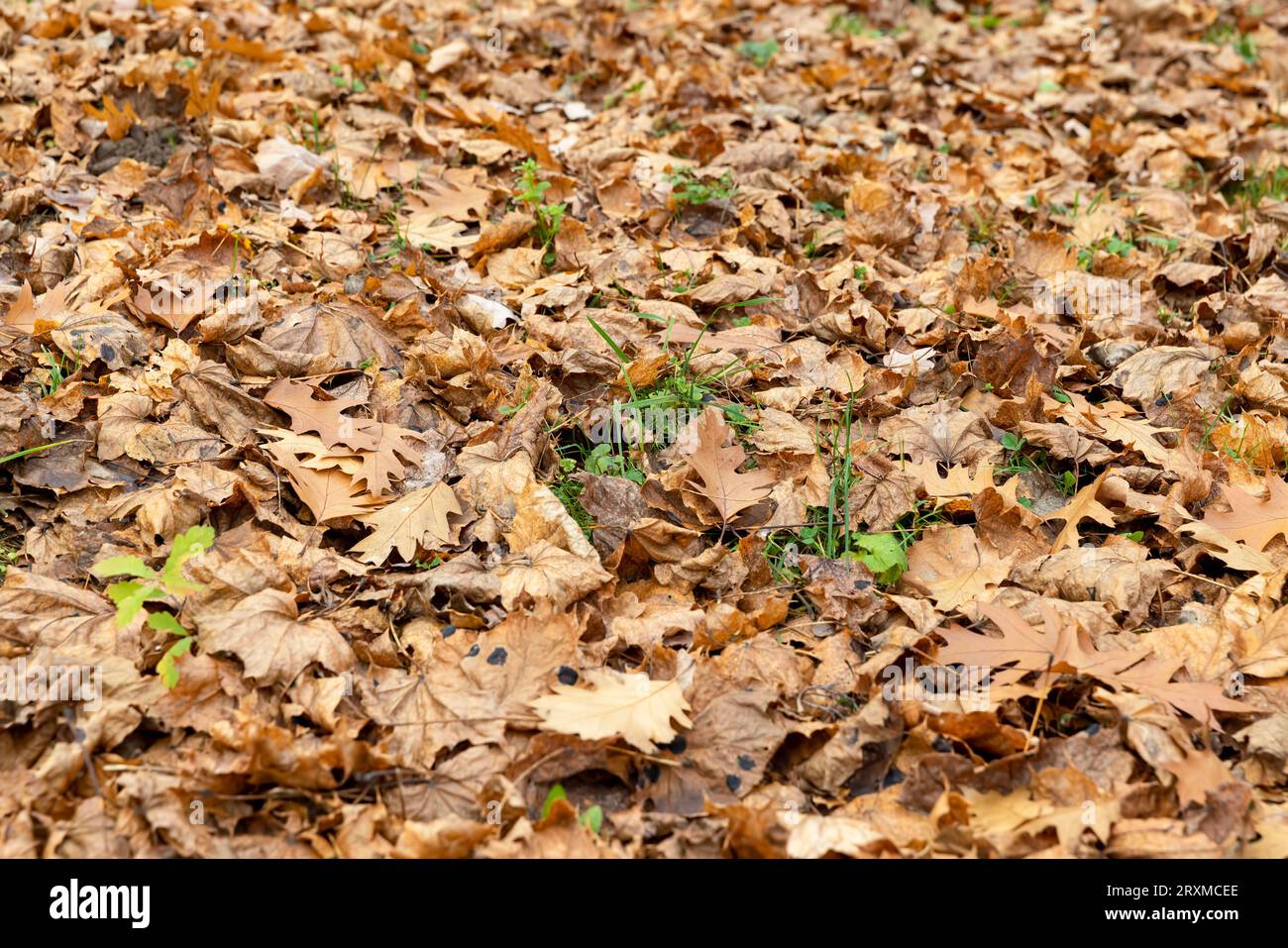 Dull and dismal hi-res stock photography and images - Alamy