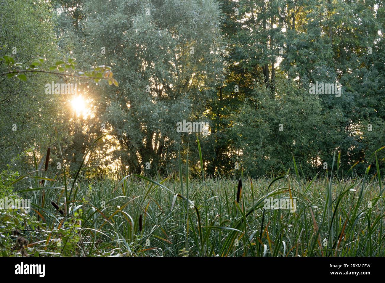 Fields and nature hi-res stock photography and images - Alamy