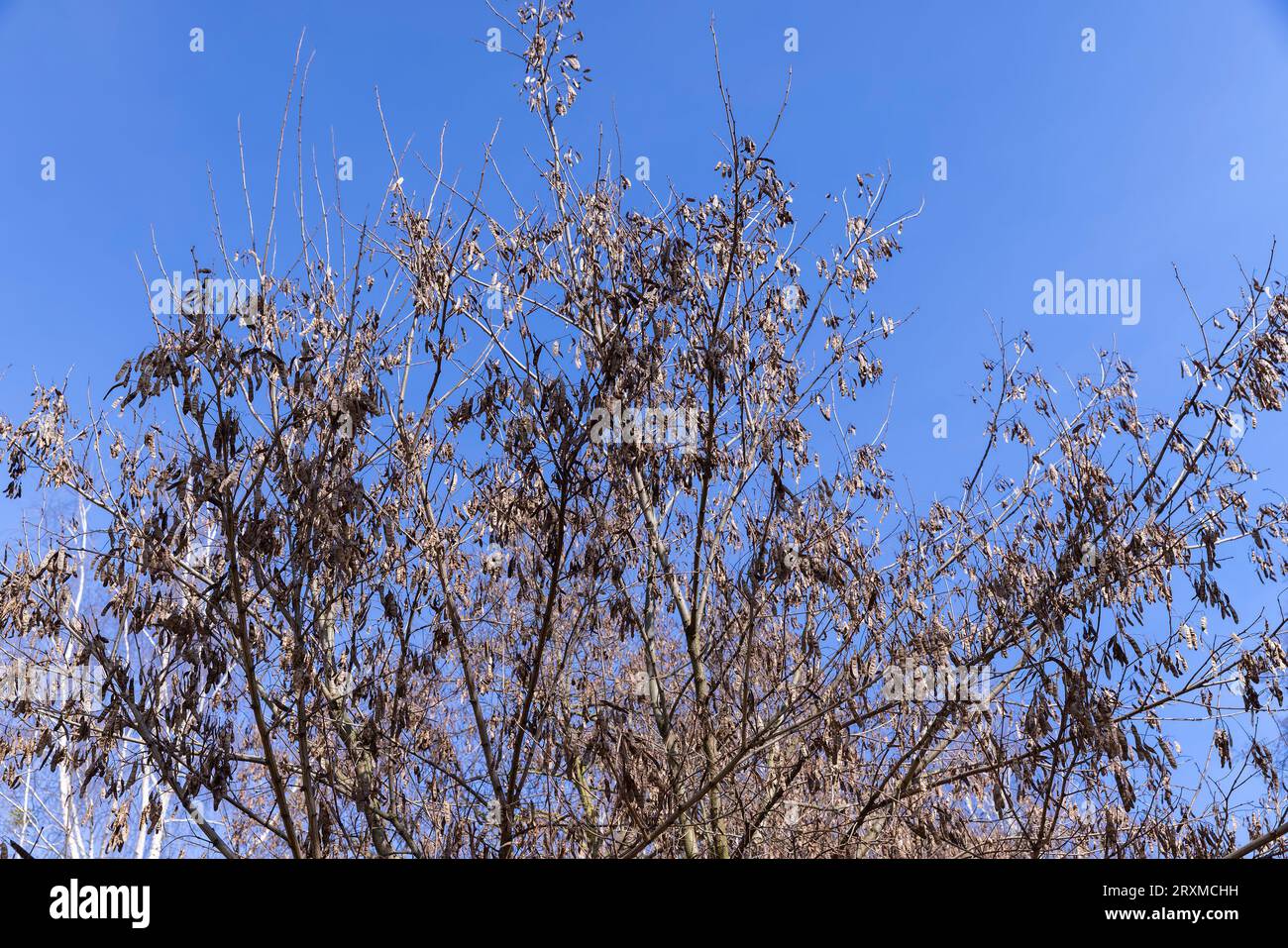 Maple tree branches in the park in spring sunny weather, old tall ...