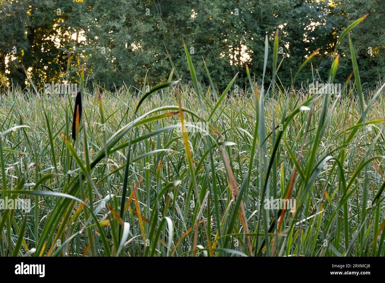 England uk sunrise fields hi-res stock photography and images - Alamy