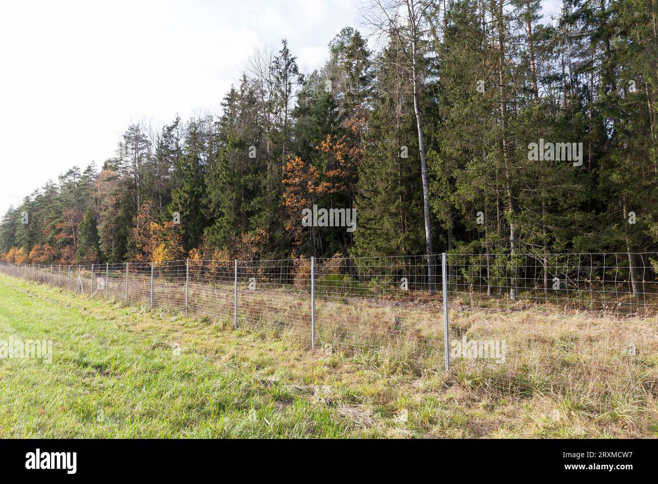 metal fencing in the forest to protect the territory from wild animals ...