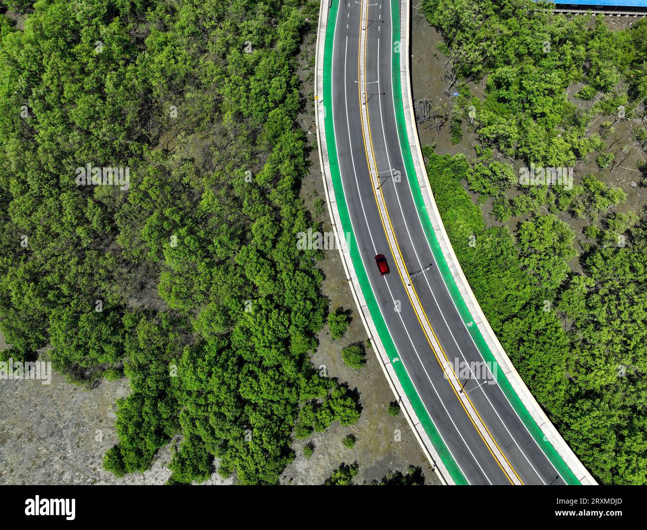 Aerial drone view curve road with green mangrove forest and mudflat ...