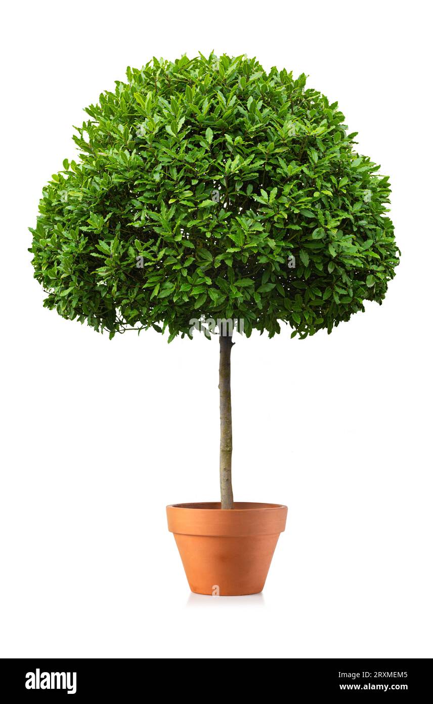 Laurel tree pot hi-res stock photography and images - Alamy