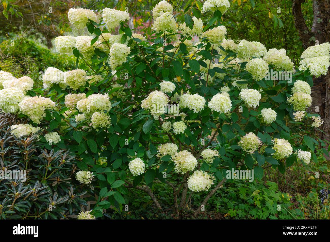Hydrangea limelight, a robust upright shrub, producing pale lime green ...