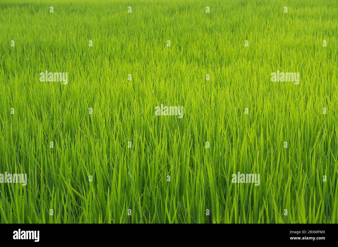 Landscape of green crops and field. Farming of agriculturist with ...
