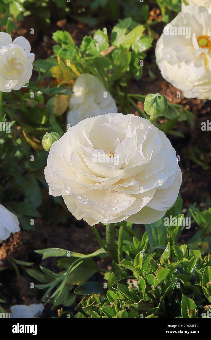 The photo was taken in the city park of Istanbul, in the month of April ...