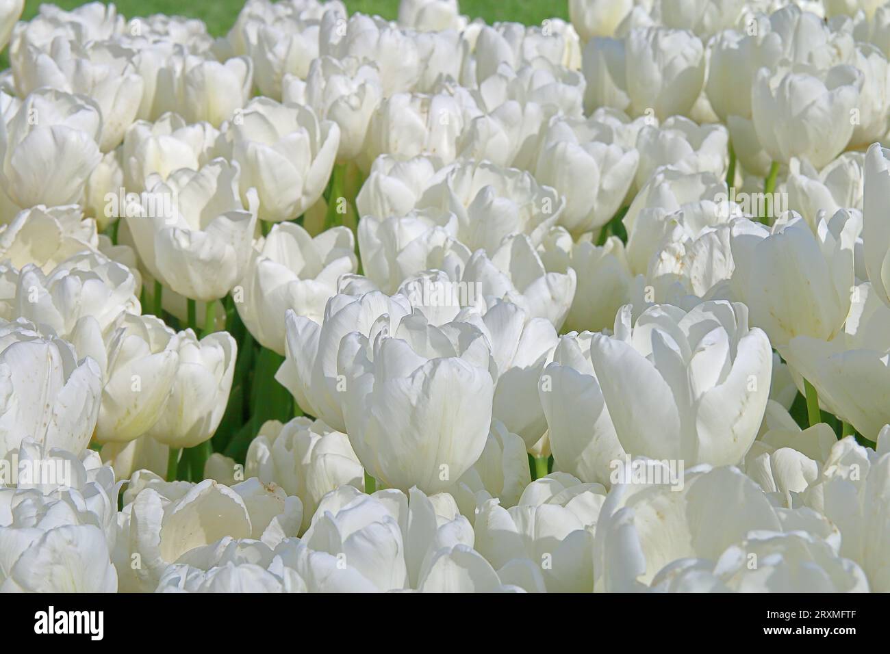 The photo was taken in Istanbul in April. The picture shows rare white ...