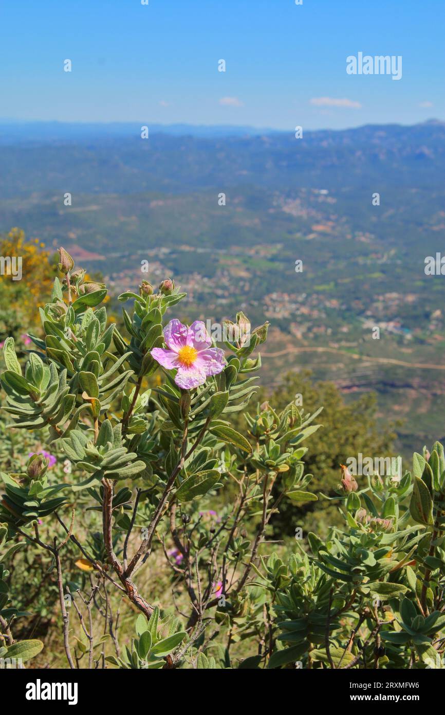The picture was taken in Spain on the mountain of Montserrat. The ...