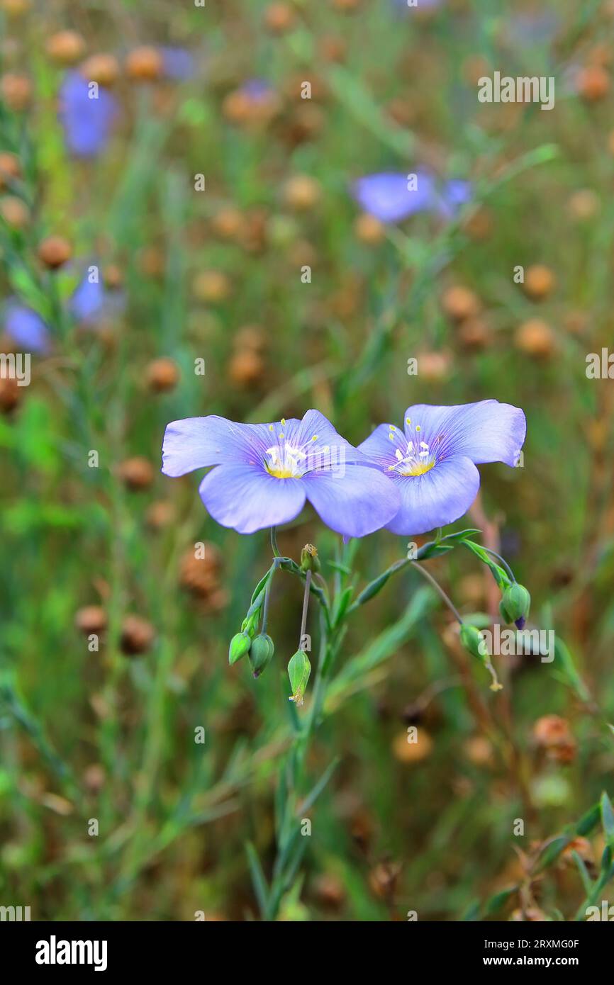 The photograph shows wildflowers of an unusual blue color Stock Photo ...