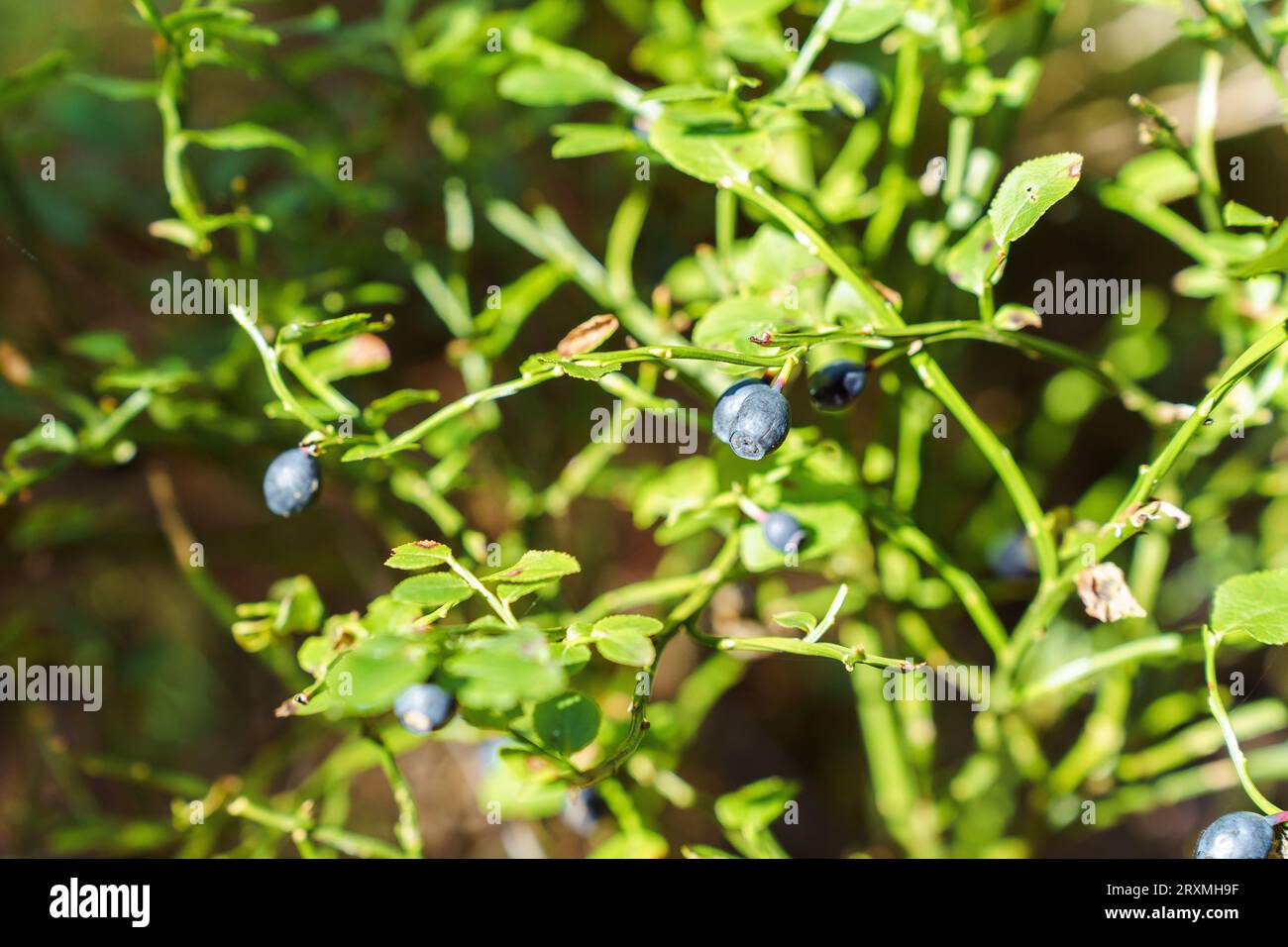A bush with ripe berries of wild forest blueberries grows in the summer ...