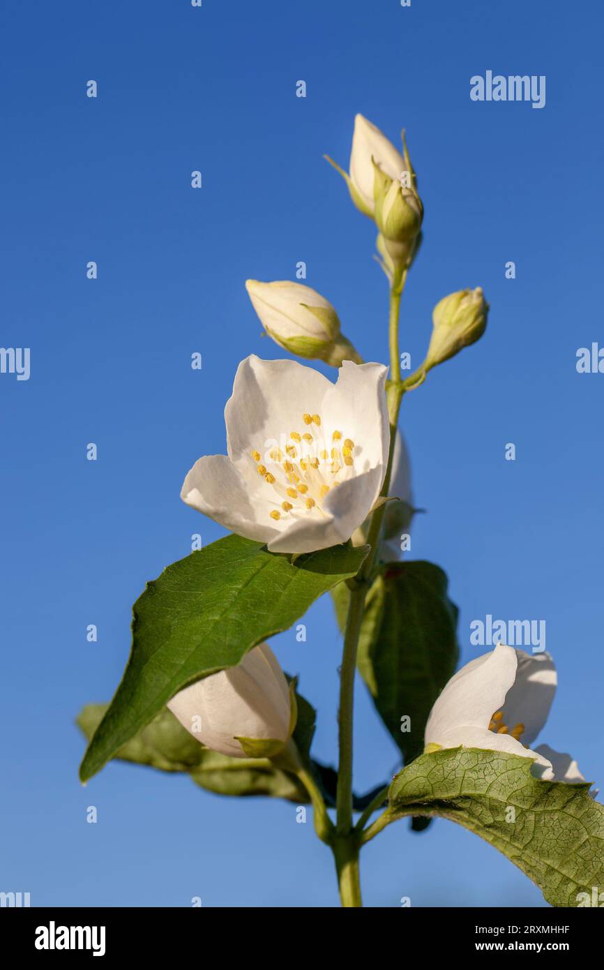 White fragrant jasmine flowers in the spring season, beautiful jasmine ...