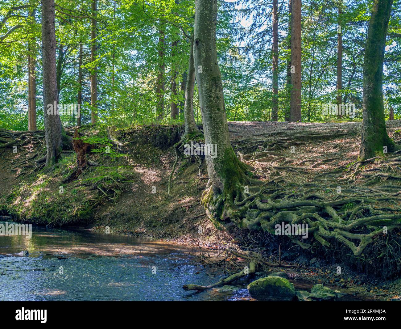 Peace forest hi-res stock photography and images - Alamy