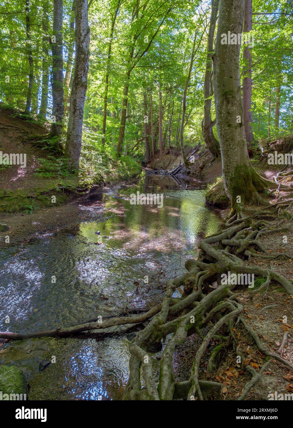 Stream flows through a forest, Tranquille forest scene, Maisinger See ...