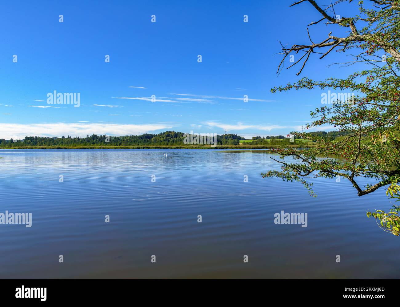 Maisinger See nature reserve near Maising, Upper Bavaria, Bavaria ...