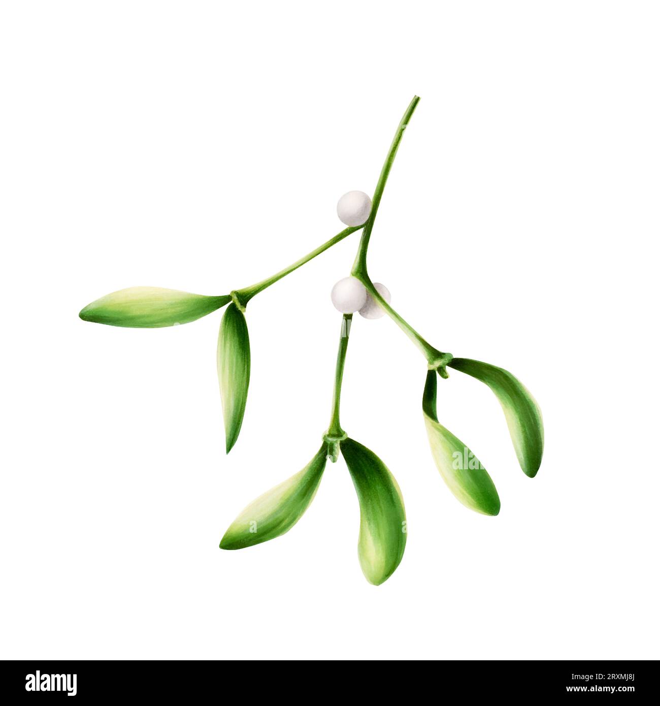 Watercolor christmas green mistletoe. New year botanical illustration ...