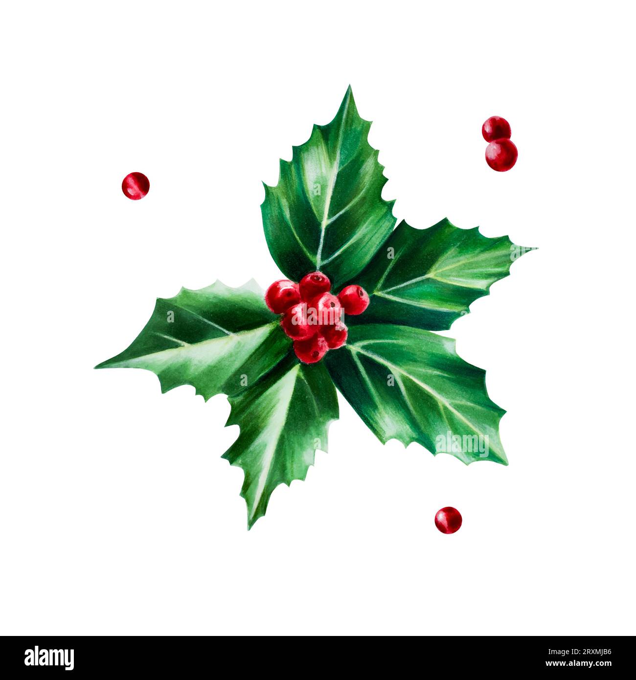 Winter berry holly ivy Cut Out Stock Images & Pictures - Alamy