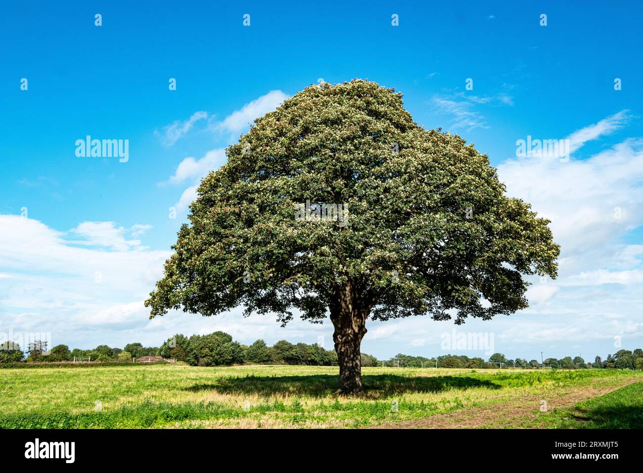 Countryside farmland tree hi-res stock photography and images - Alamy