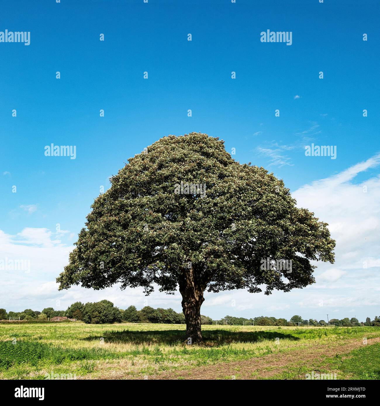 Countryside farmland tree hi-res stock photography and images - Alamy