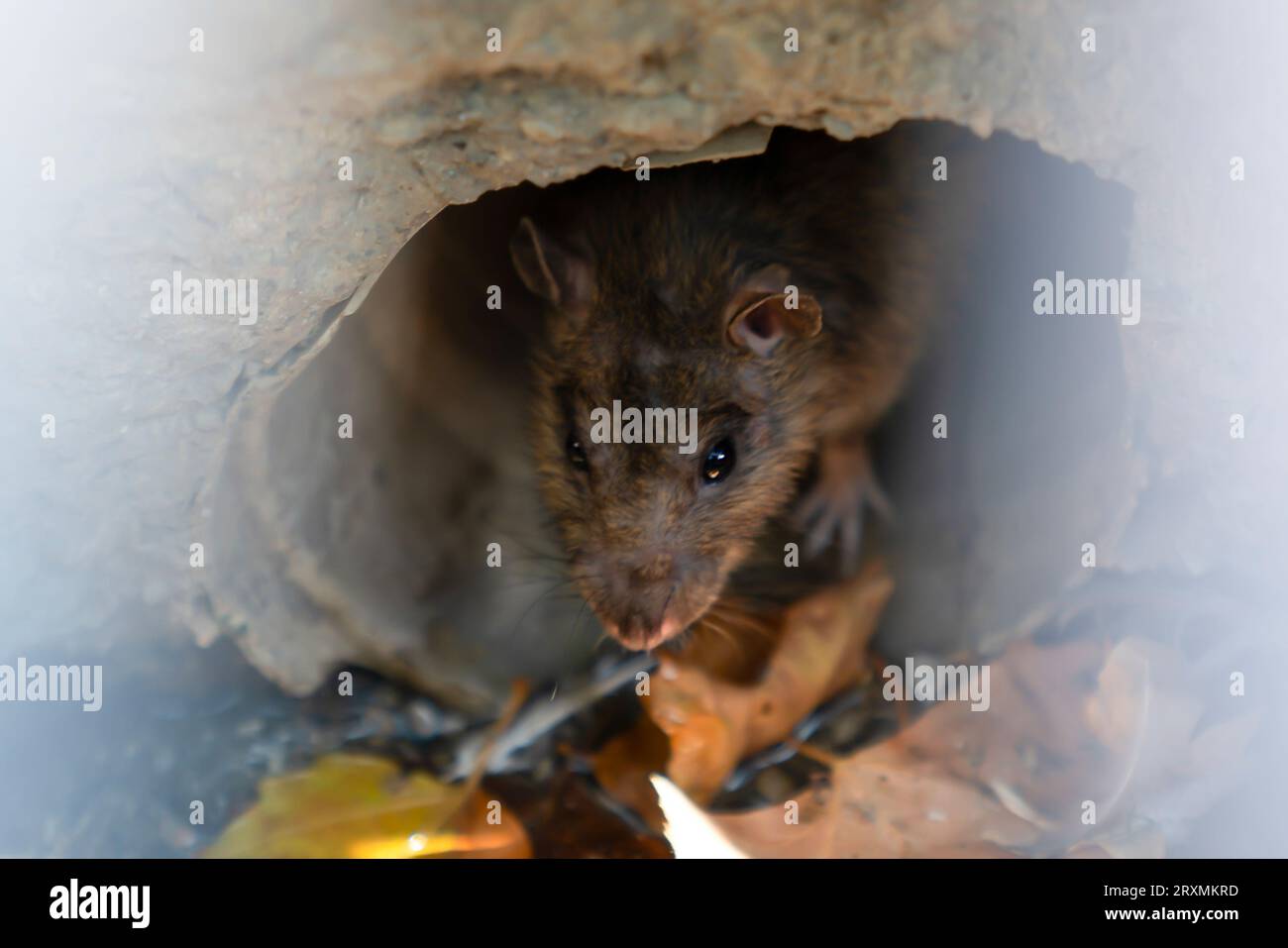 Closeup of rat on a sewer could bee seen from drain grate. Focus on ...