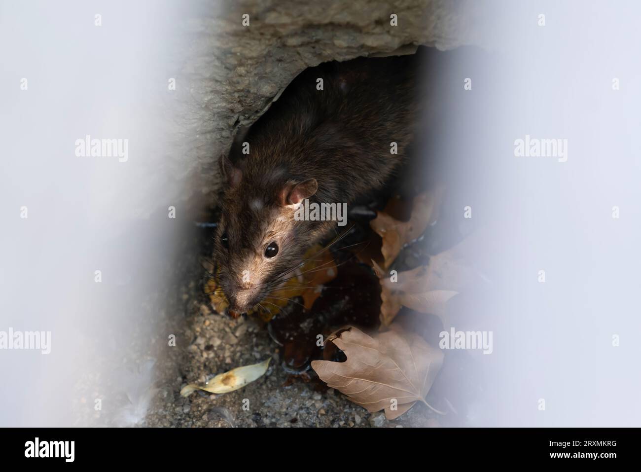 Closeup of rat on a sewer could bee seen from drain grate. Focus on ...