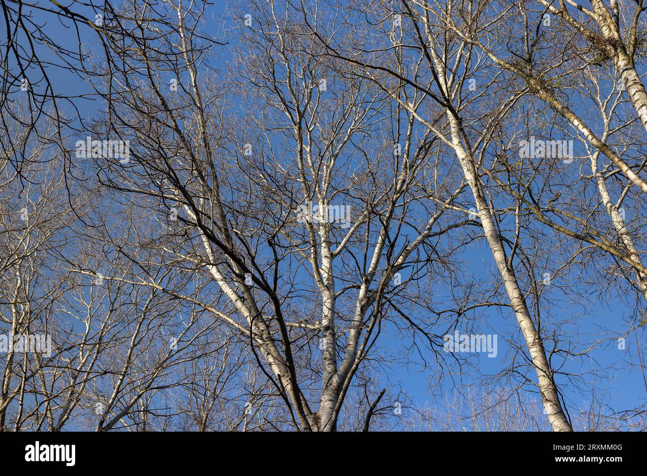 birch tree without foliage in the spring season, beautiful trees in ...