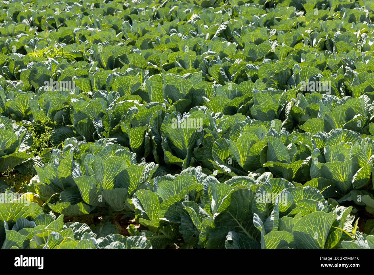 A field with a cabbage harvest in the summer season, growing a new ...