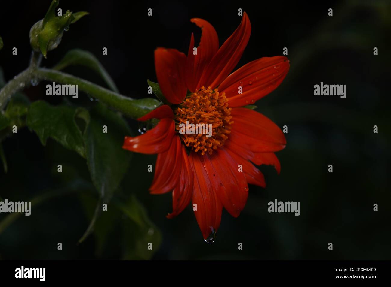 Sunflower in a storm Stock Photo - Alamy