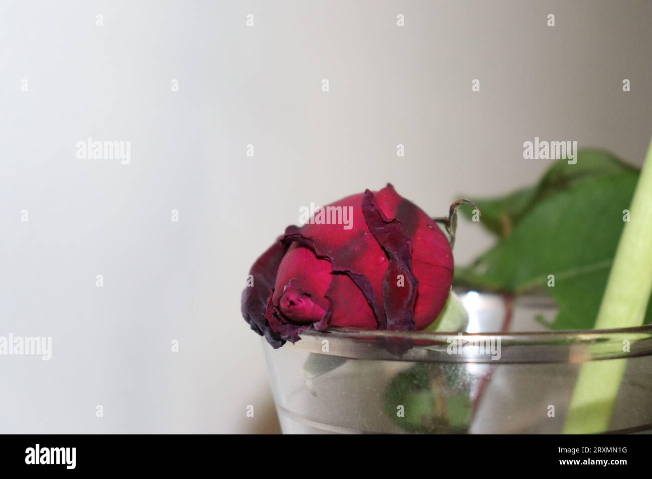 Withered red rose Stock Photo - Alamy
