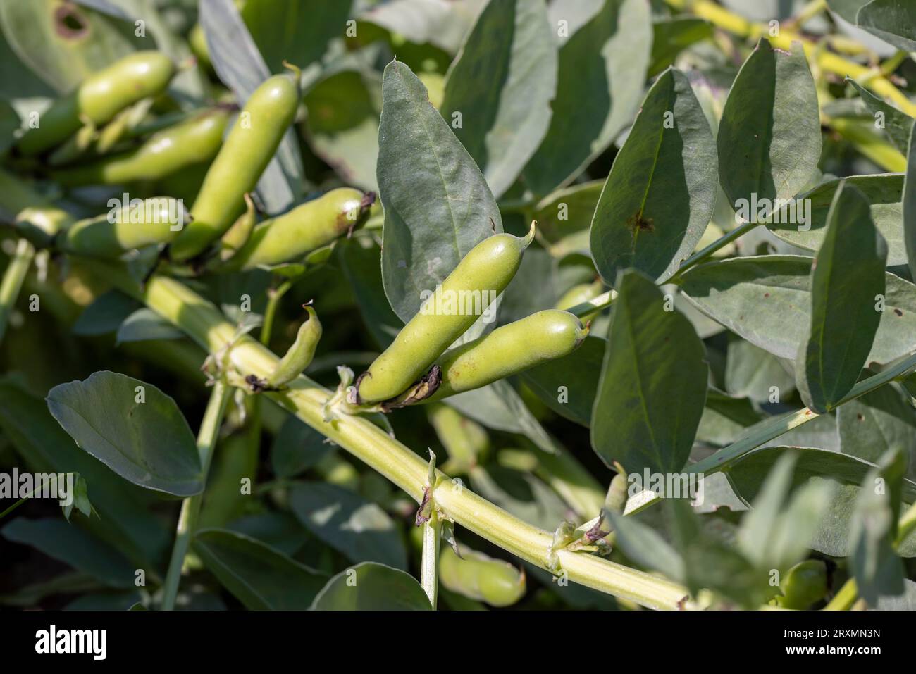 An agricultural field where green beans grow, growing legumes in the ...