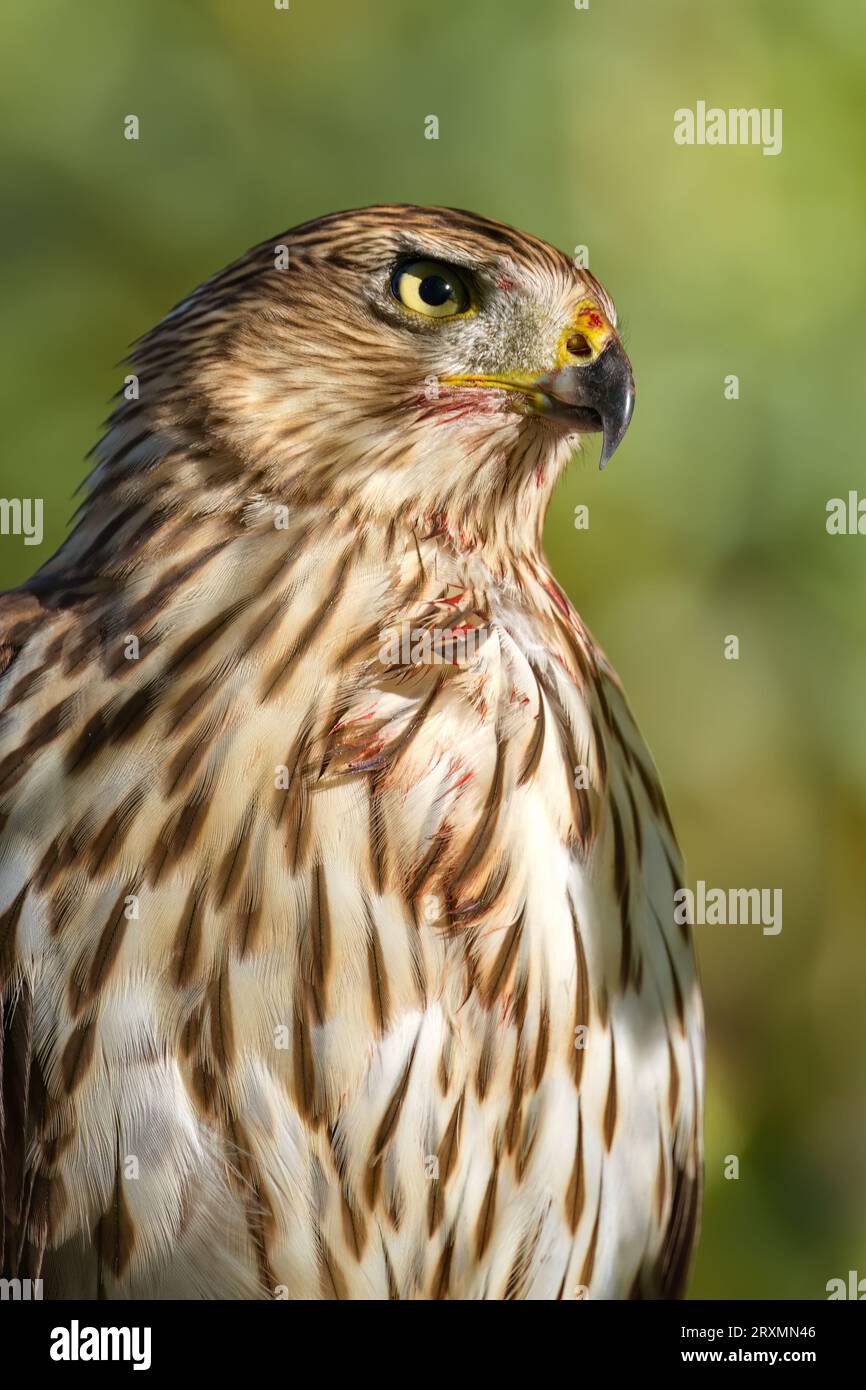 Streaked brown head hi-res stock photography and images - Alamy