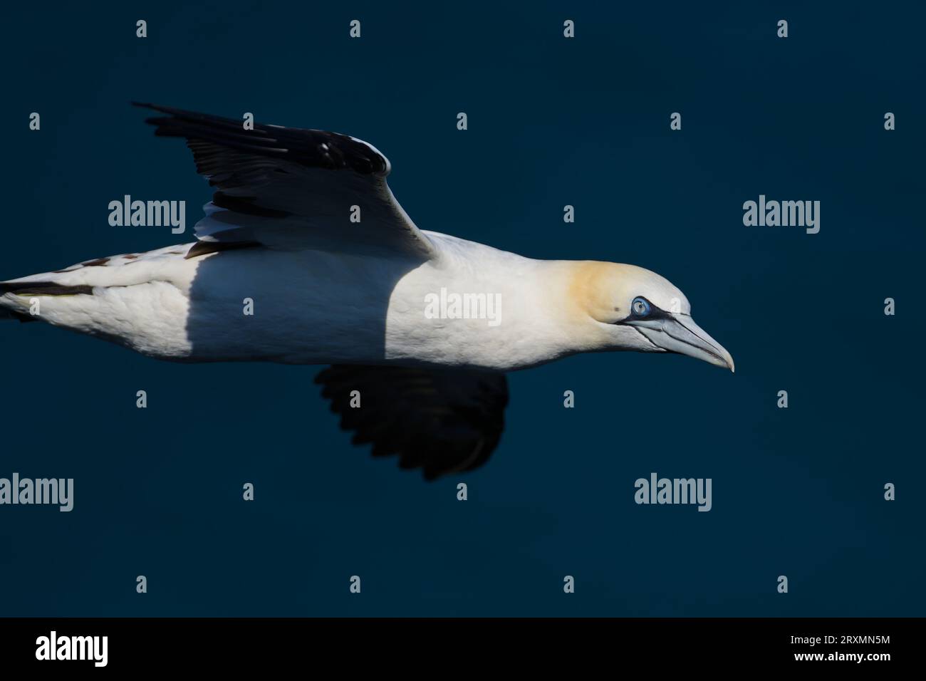 Gannet Flying with blue sky background Stock Photo - Alamy