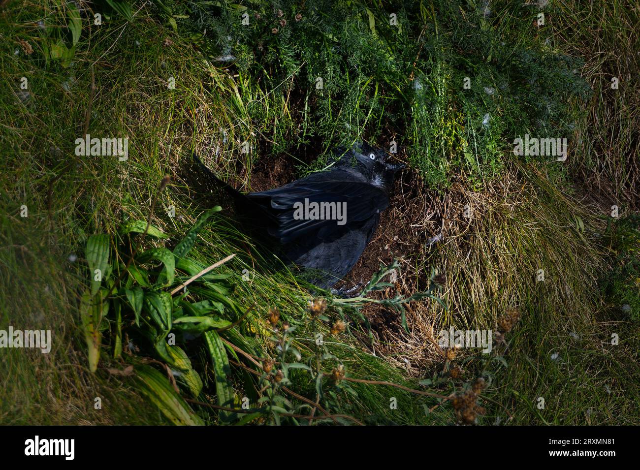 Daw family hi-res stock photography and images - Alamy