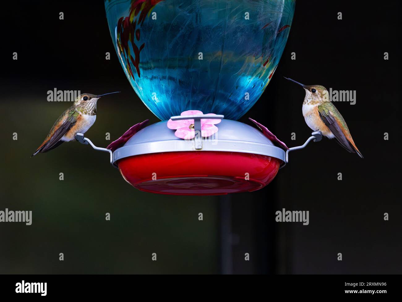 Rufus coronado hi-res stock photography and images - Alamy