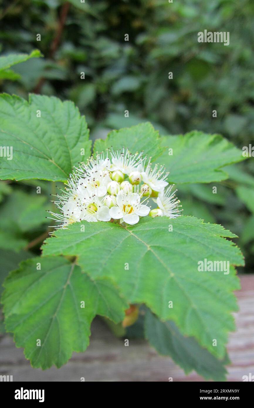 Blooming white buds Physocarpus is a genus of deciduous shrubs in the ...