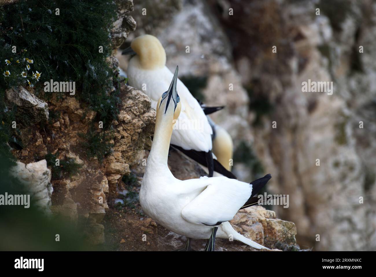gannet on cliff side nesting together Stock Photo - Alamy