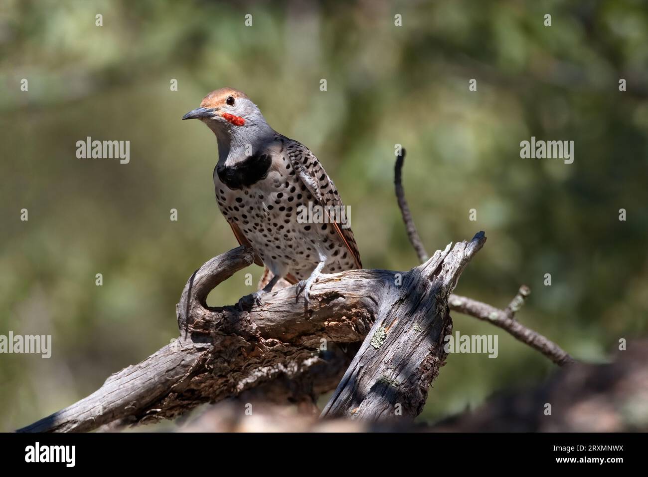Sunlit Gilded Flicker with visible red mustache, crescent shaped ...