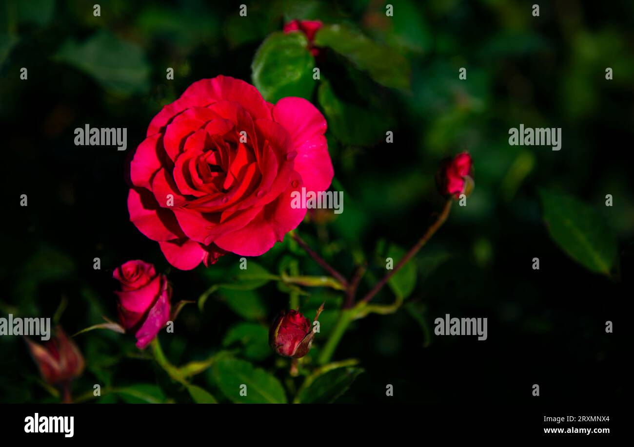 Floral beauty abounds as seen in red rose blossom and buds at Butchart ...