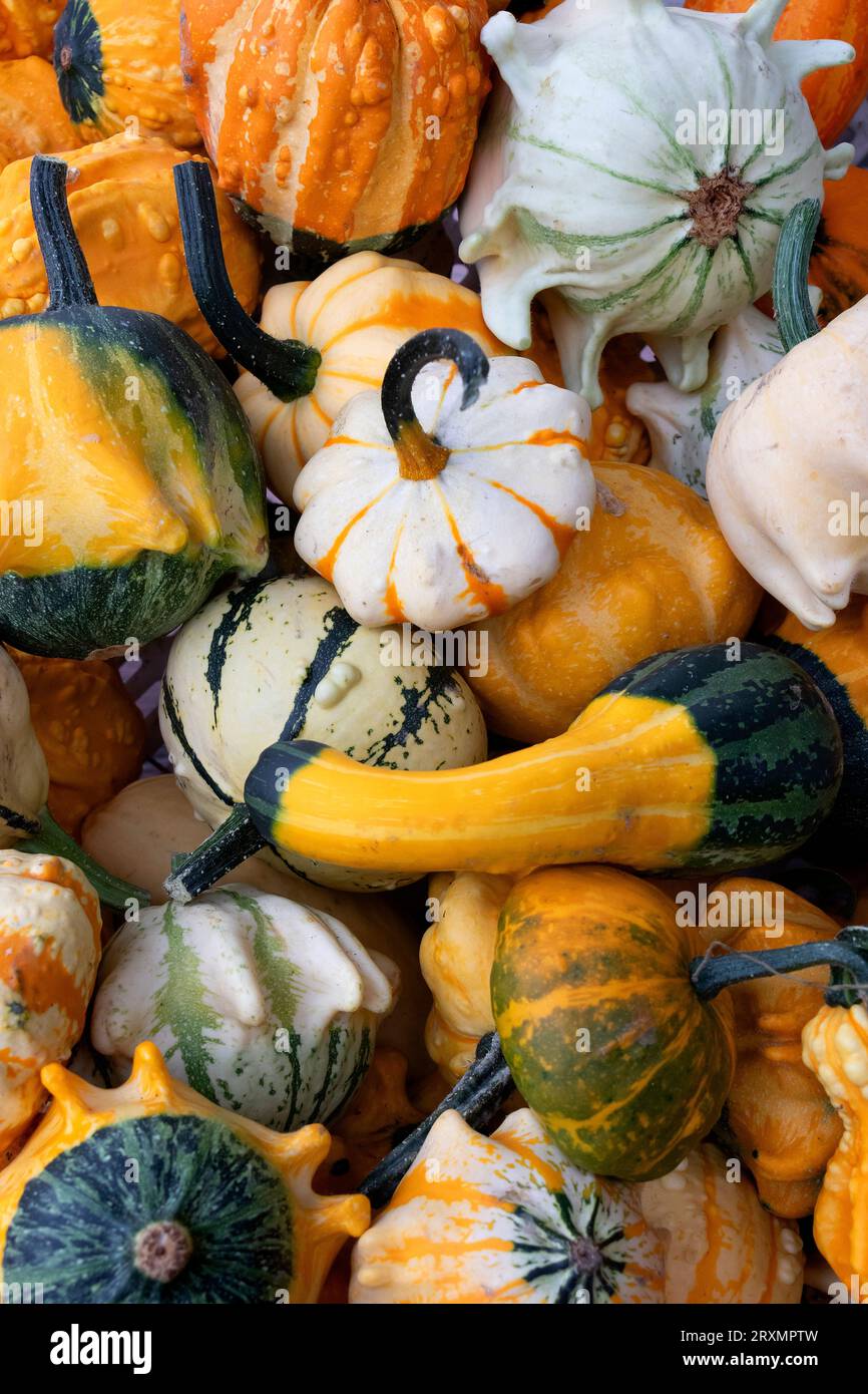 Variation of ornamental pumpkins full frame close up as background ...