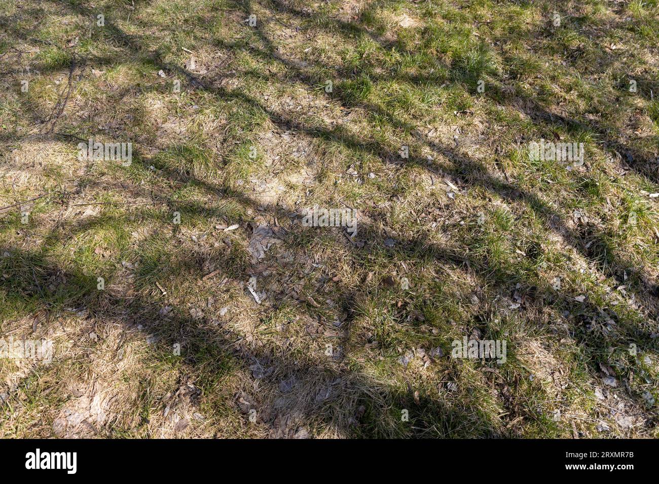 tree shadows on grass and dry foliage in the spring season, shadows ...