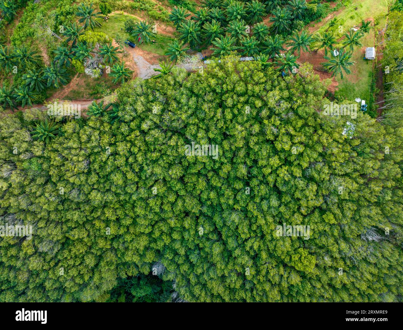 Top view aerial shot of the palm grove with green trees forest,palm ...
