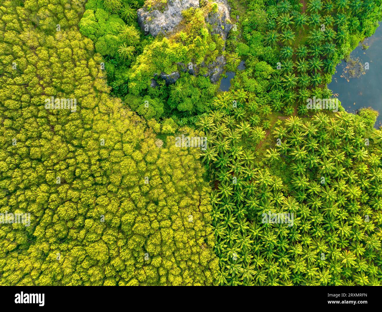 Top view aerial shot of the palm grove with green trees forest,palm ...