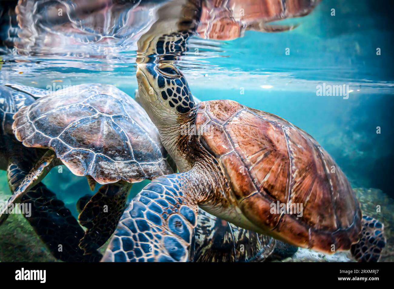 Green turtle going up for air Stock Photo - Alamy