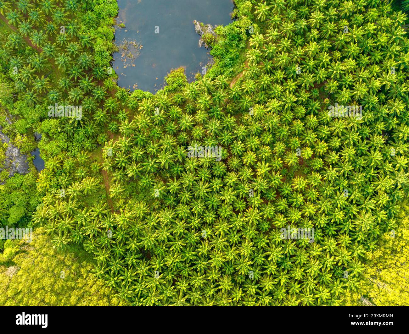 Top view aerial shot of the palm grove with green trees forest,palm ...