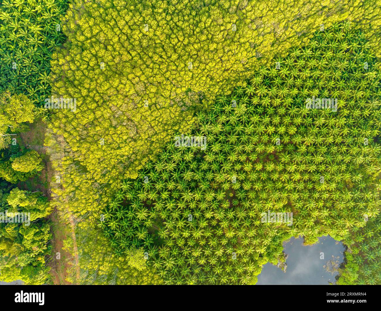 Top view aerial shot of the palm grove with green trees forest,palm ...