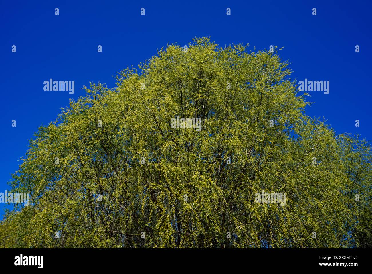 Canopy of willow hi-res stock photography and images - Alamy