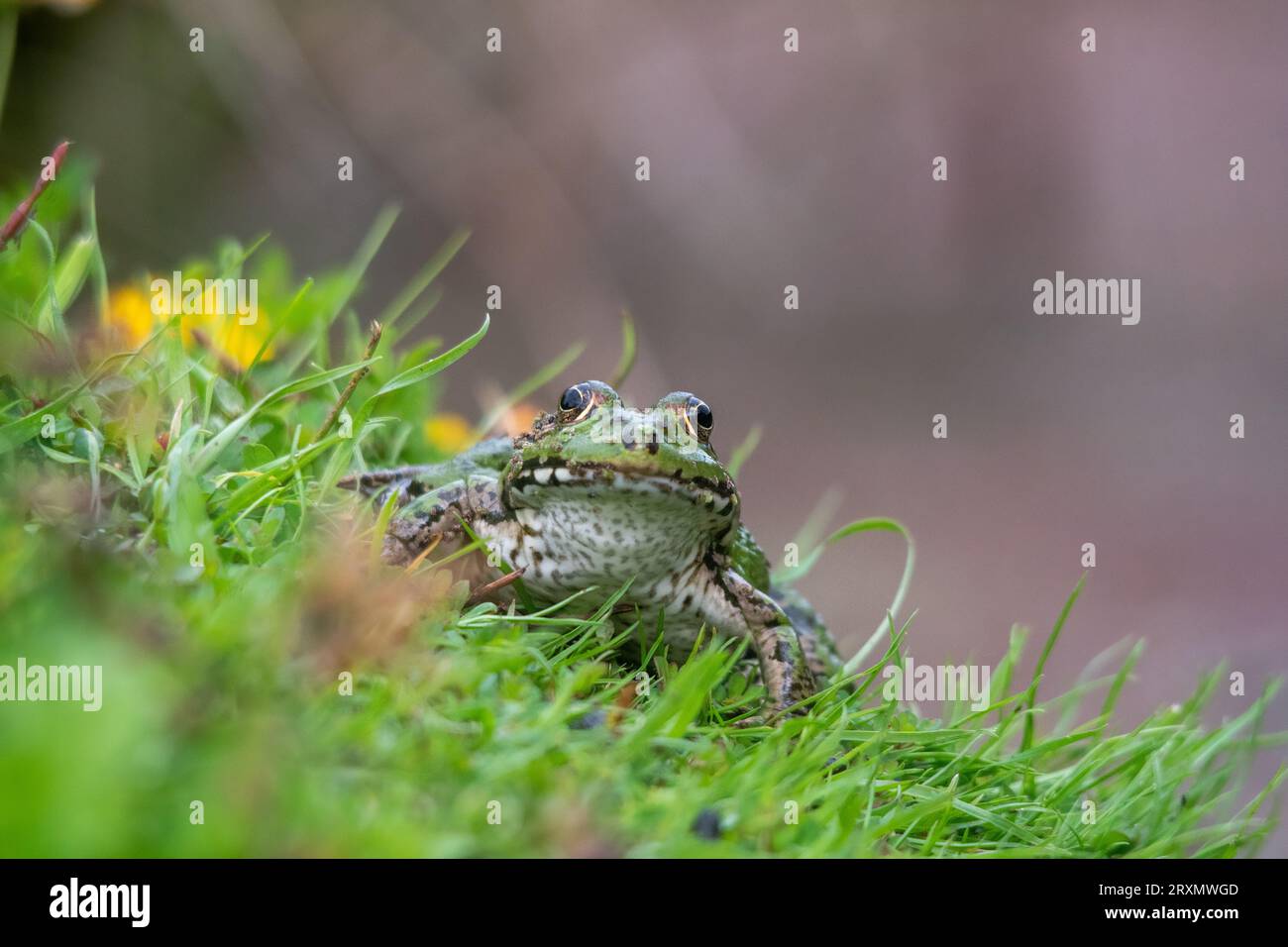 British wildlife center hi-res stock photography and images - Alamy