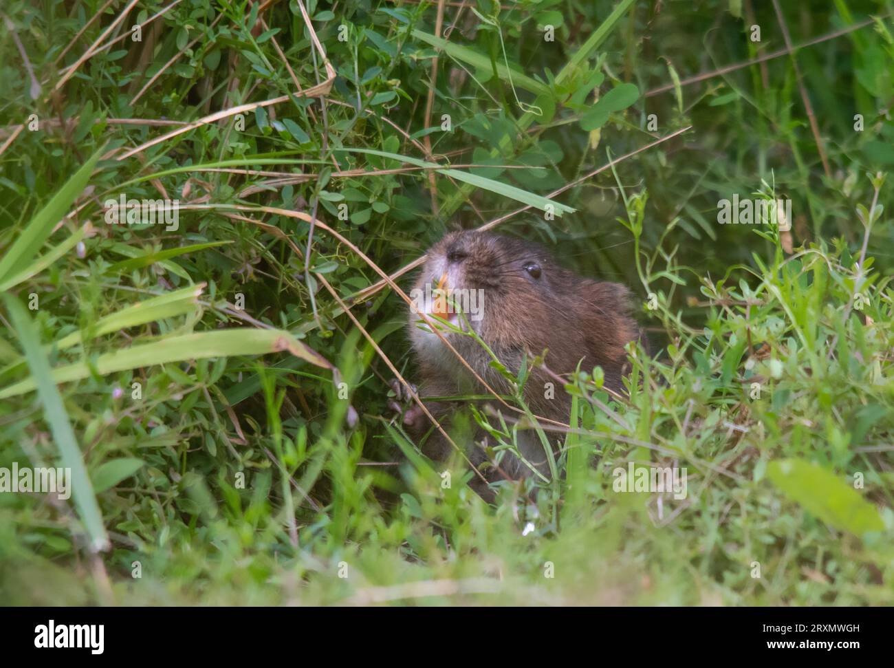 British water rat hi-res stock photography and images - Alamy