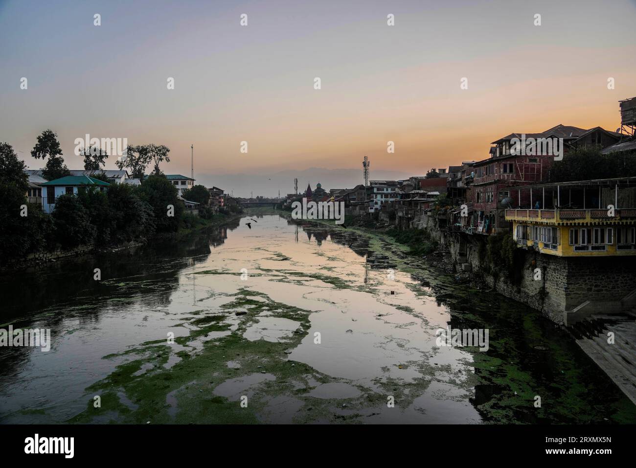 An eagle flies over the polluted Jhelum river in Srinagar, Indian ...