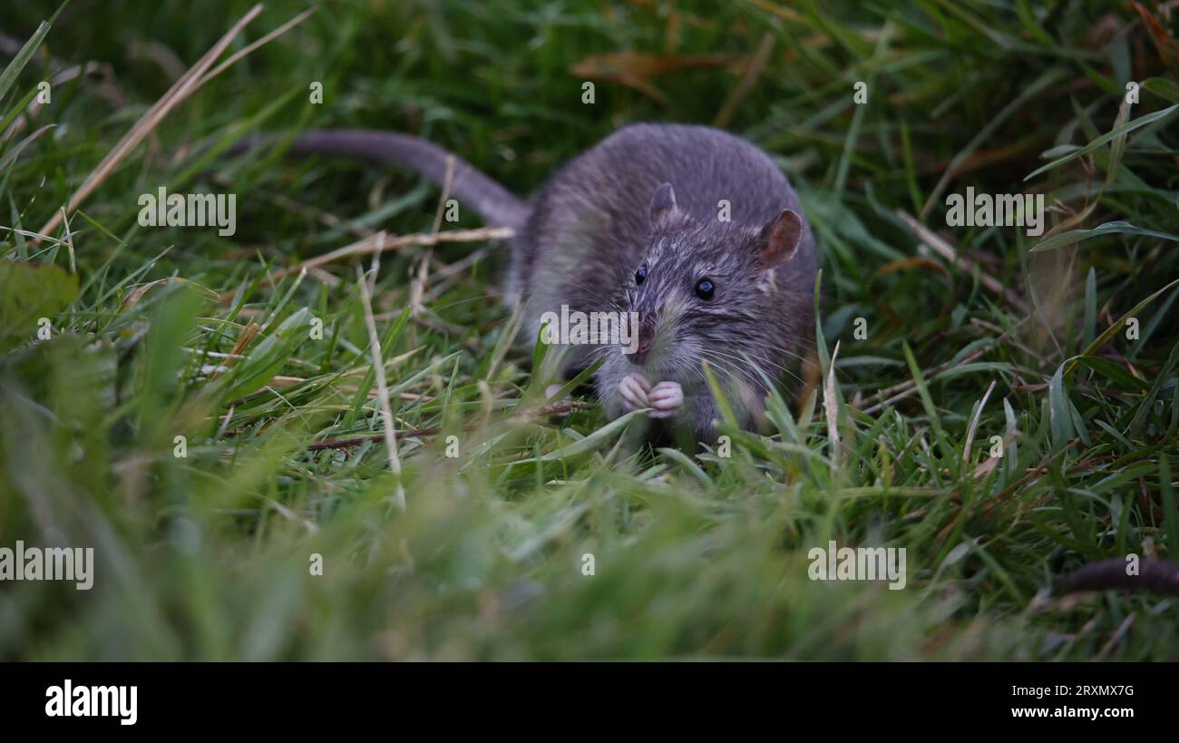 Brown rats down on the farm Stock Photo - Alamy